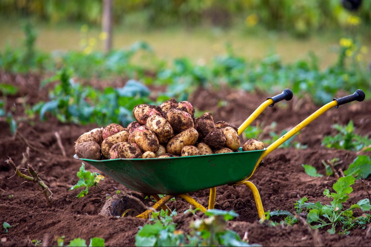 Cotswold Farm Park Potato Patch